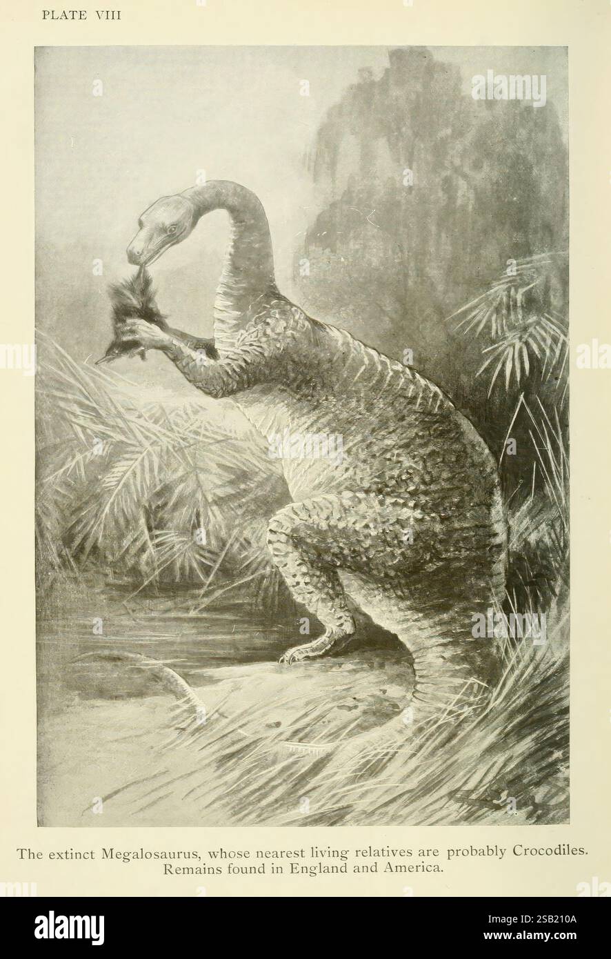 1910 mammals megalosaurus hi-res stock photography and images - Alamy