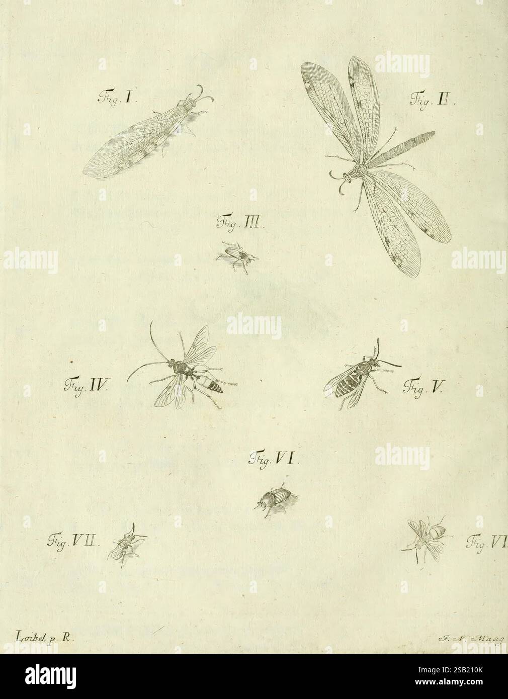 Two types of winged insects hi-res stock photography and images - Alamy