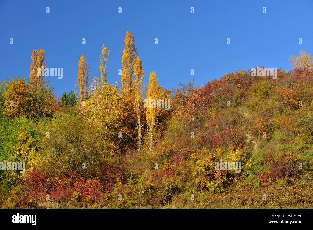 Golden leaved lombardy poplars in the Transylvanian hills Stock Photo ...