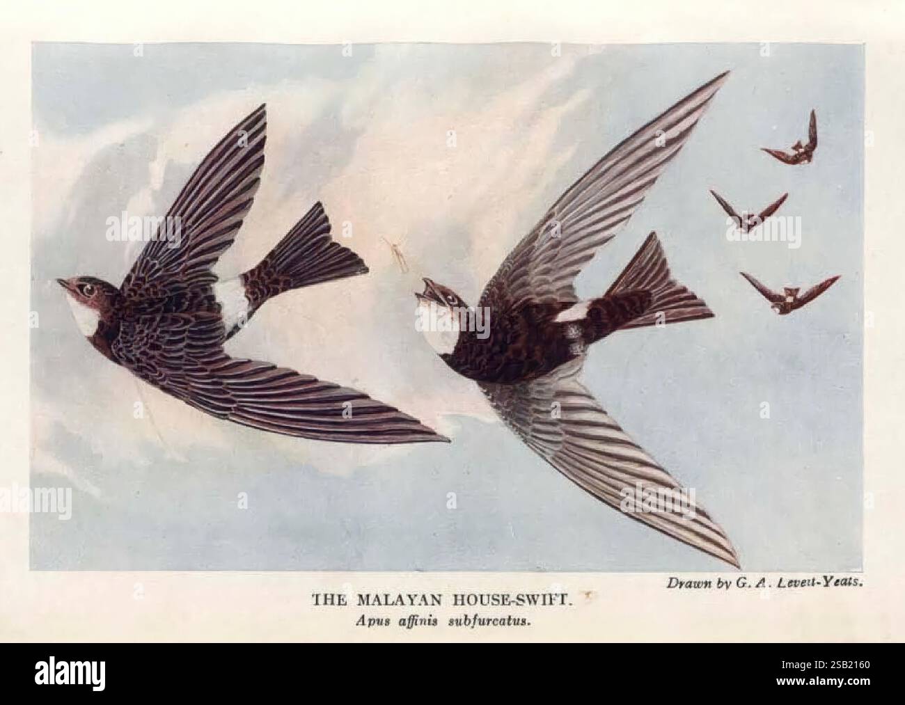 The birds of Singapore Island. Singapore, Printed at the Govt. Print ...