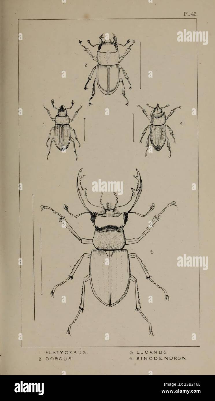 Coleoptera coleoptera color our collections hi-res stock photography ...