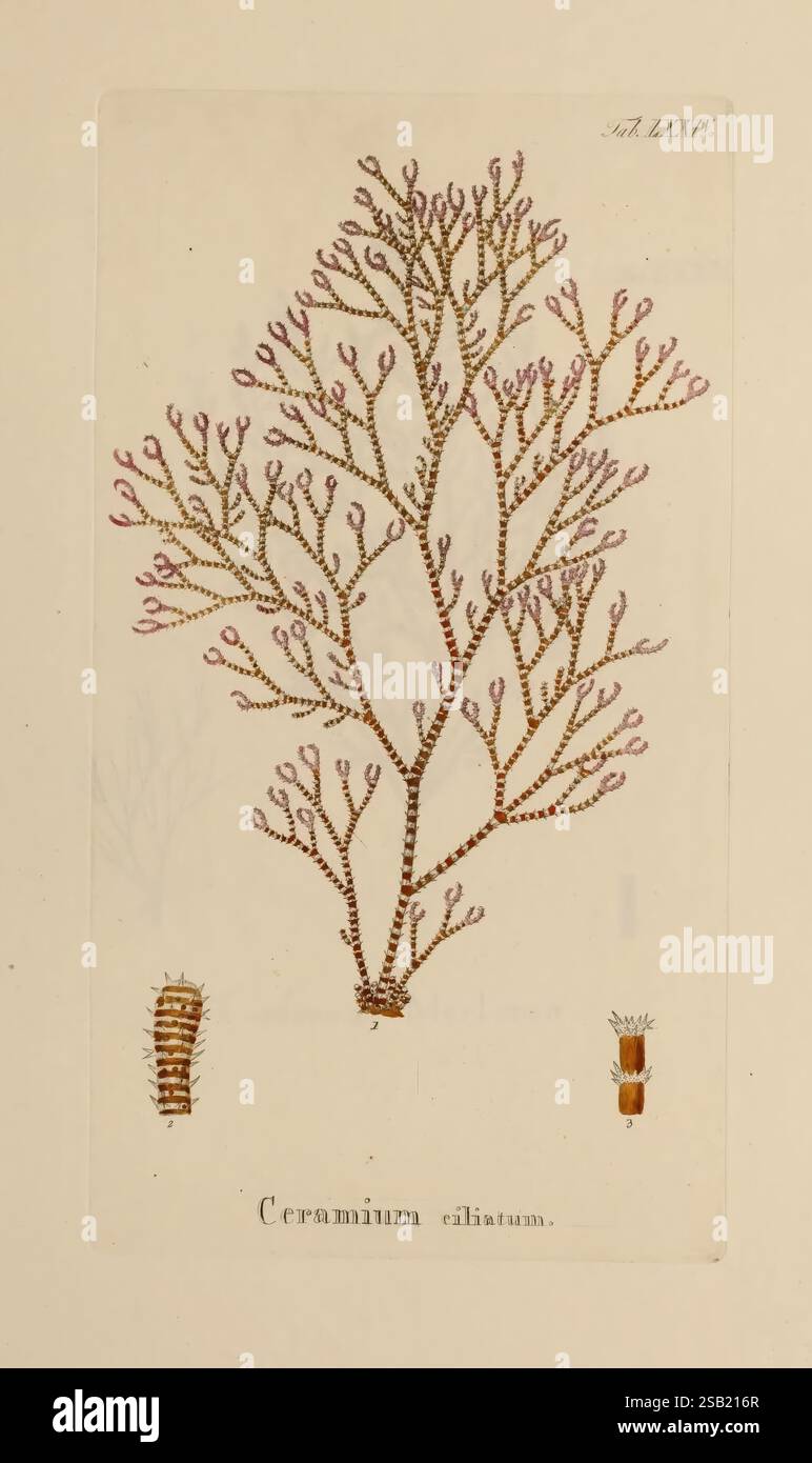 Sinuous form reminiscent hi-res stock photography and images - Alamy