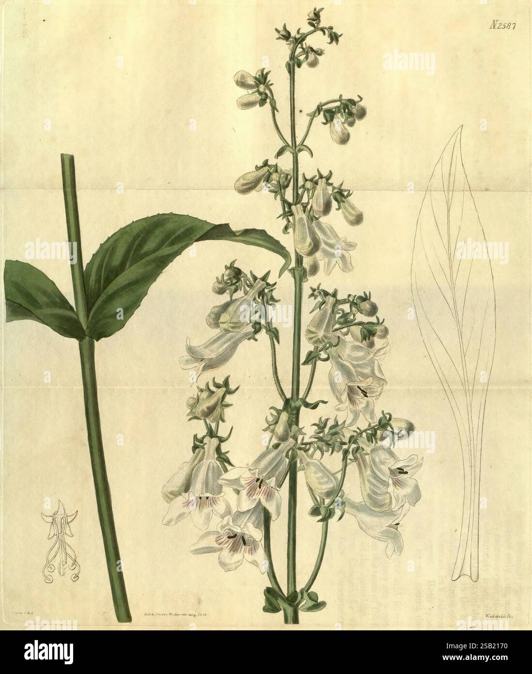 Bold green leaf emerges hi-res stock photography and images - Alamy