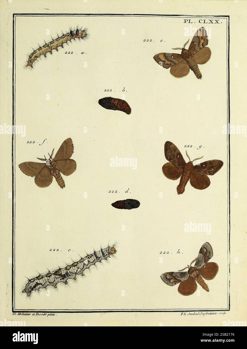 Papillons d'Europe Peints d'après nature A Paris Chez P.M. Delaguette ...