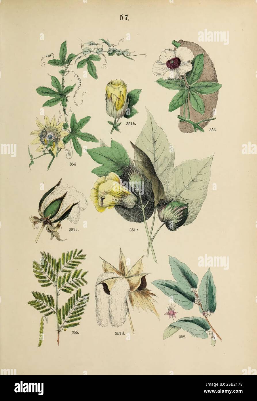 Pflanzen-Atlas nach dem Linné'schen System, Stuttgart, Jul. Hoffmann ...