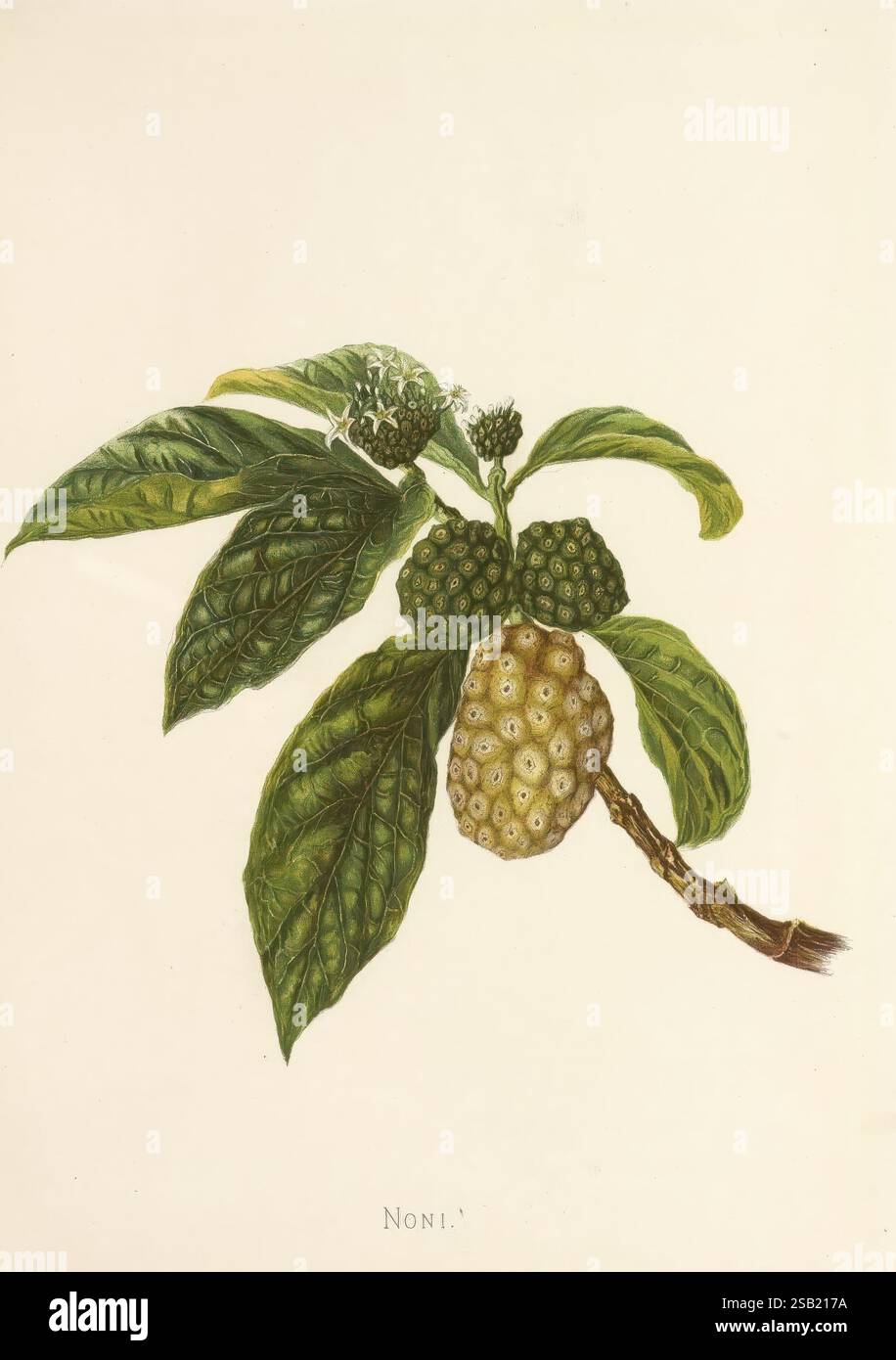 Indigenous, Flowers, Hawaiian, Islands, London, Sampson, Low, Marston ...