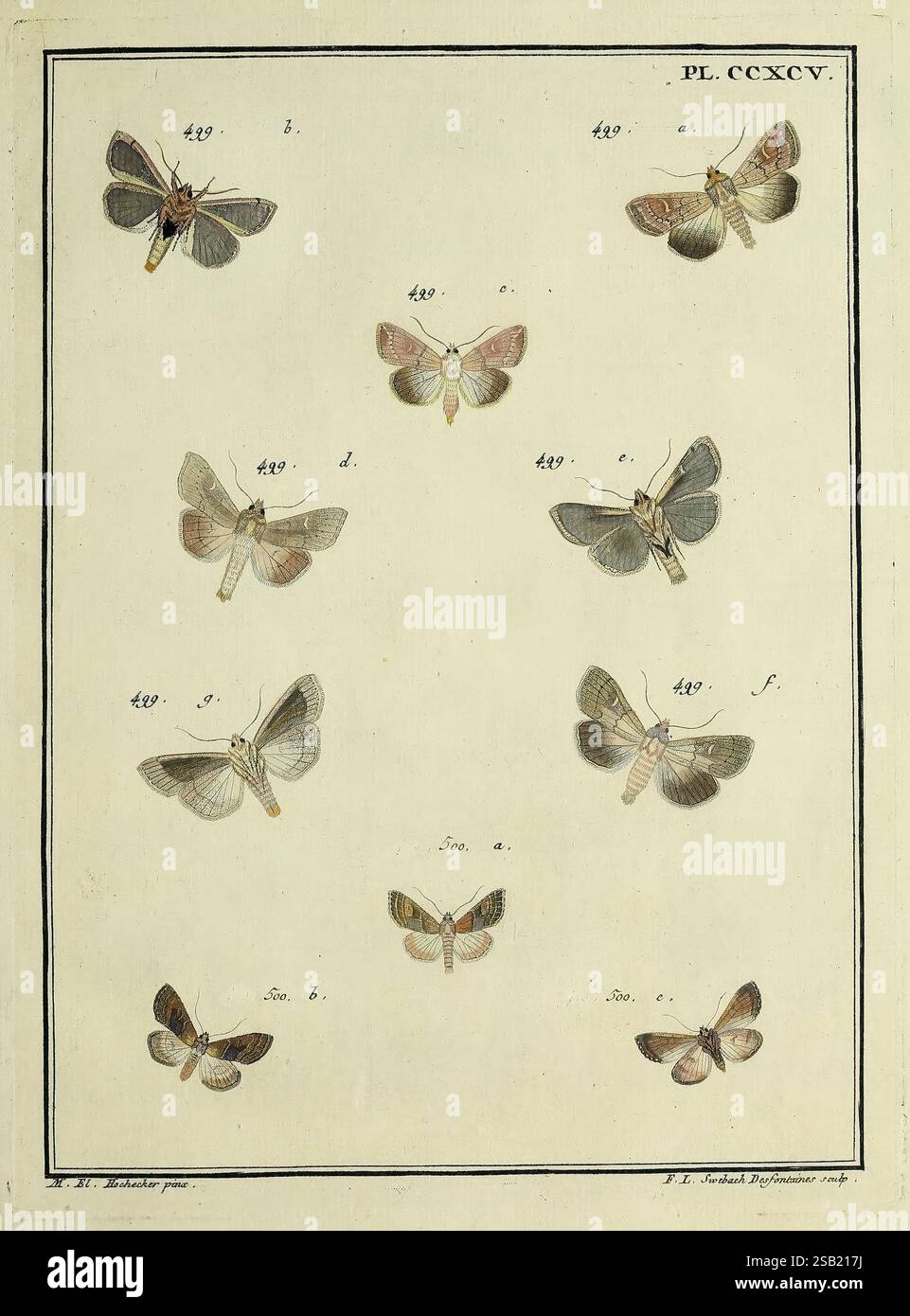Papillons d'Europe, peints d'après nature, A Paris, Chez P.M ...