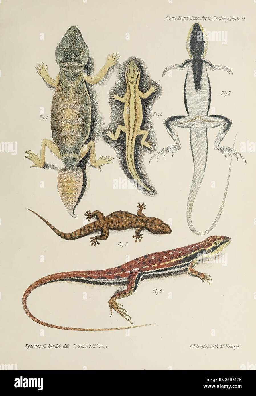 Amphibolurus maculatus hi-res stock photography and images - Alamy