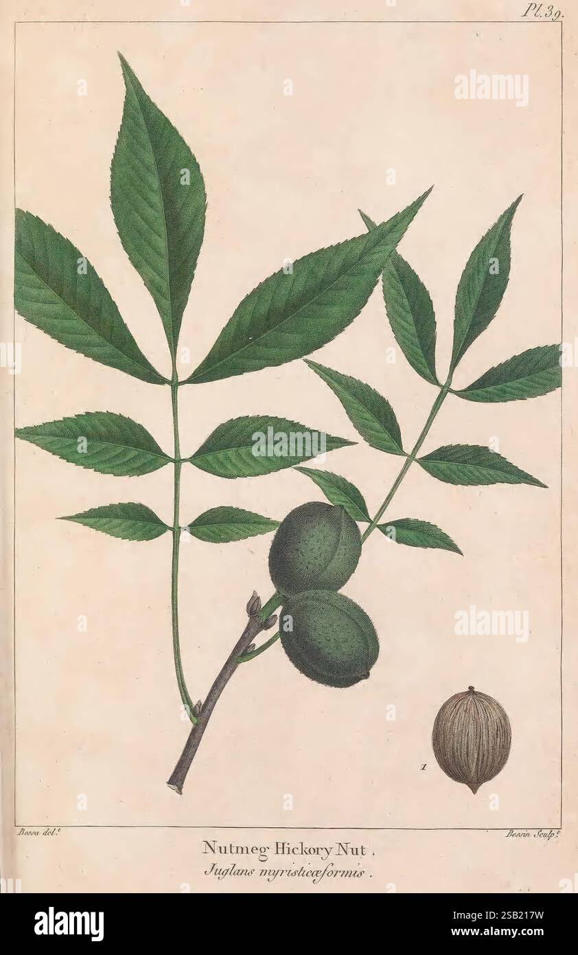 The North American Sylva, Philadelphia, R.P. Smith, 1853, botany, North ...