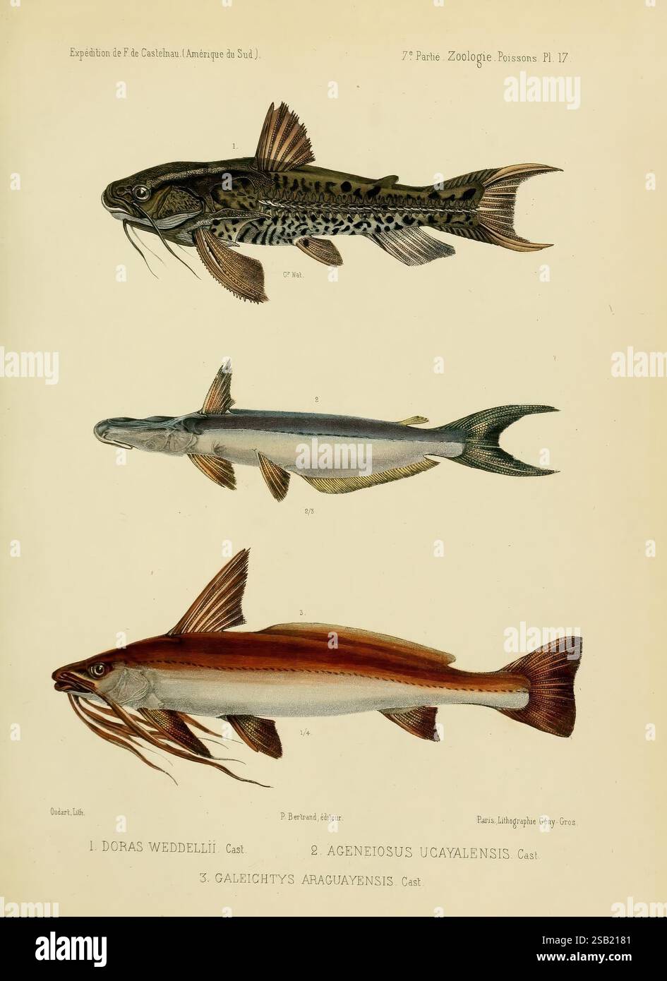 Ageniosus ucayalensis hi-res stock photography and images - Alamy