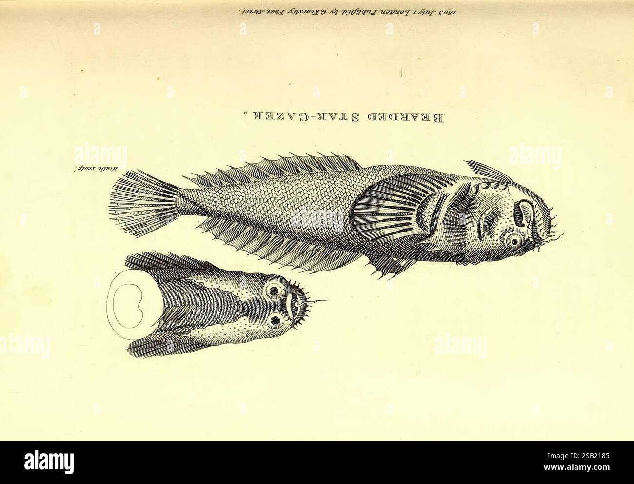 General zoology, or Systematic natural history, London, Printed for G ...