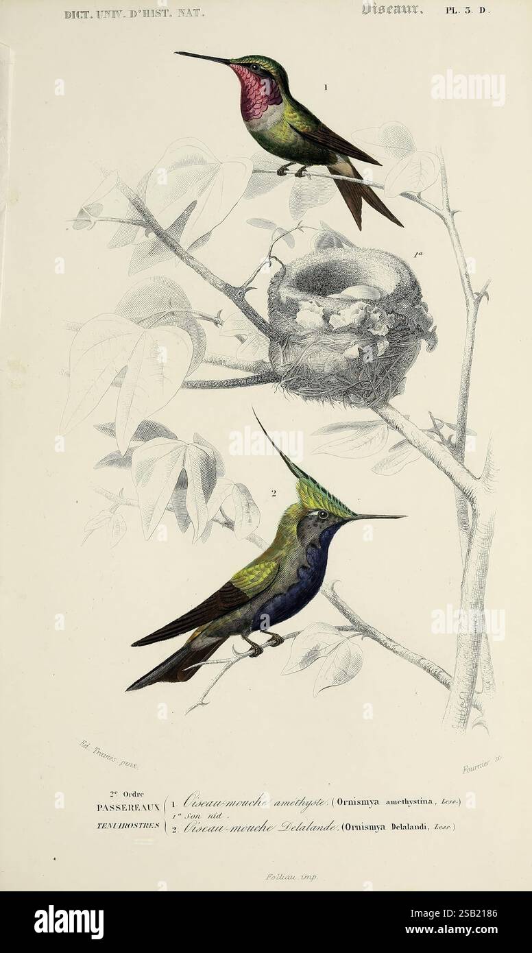 Second hummingbird hovers near hi-res stock photography and images - Alamy