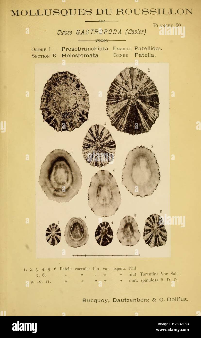 Taxa represented hi-res stock photography and images - Alamy