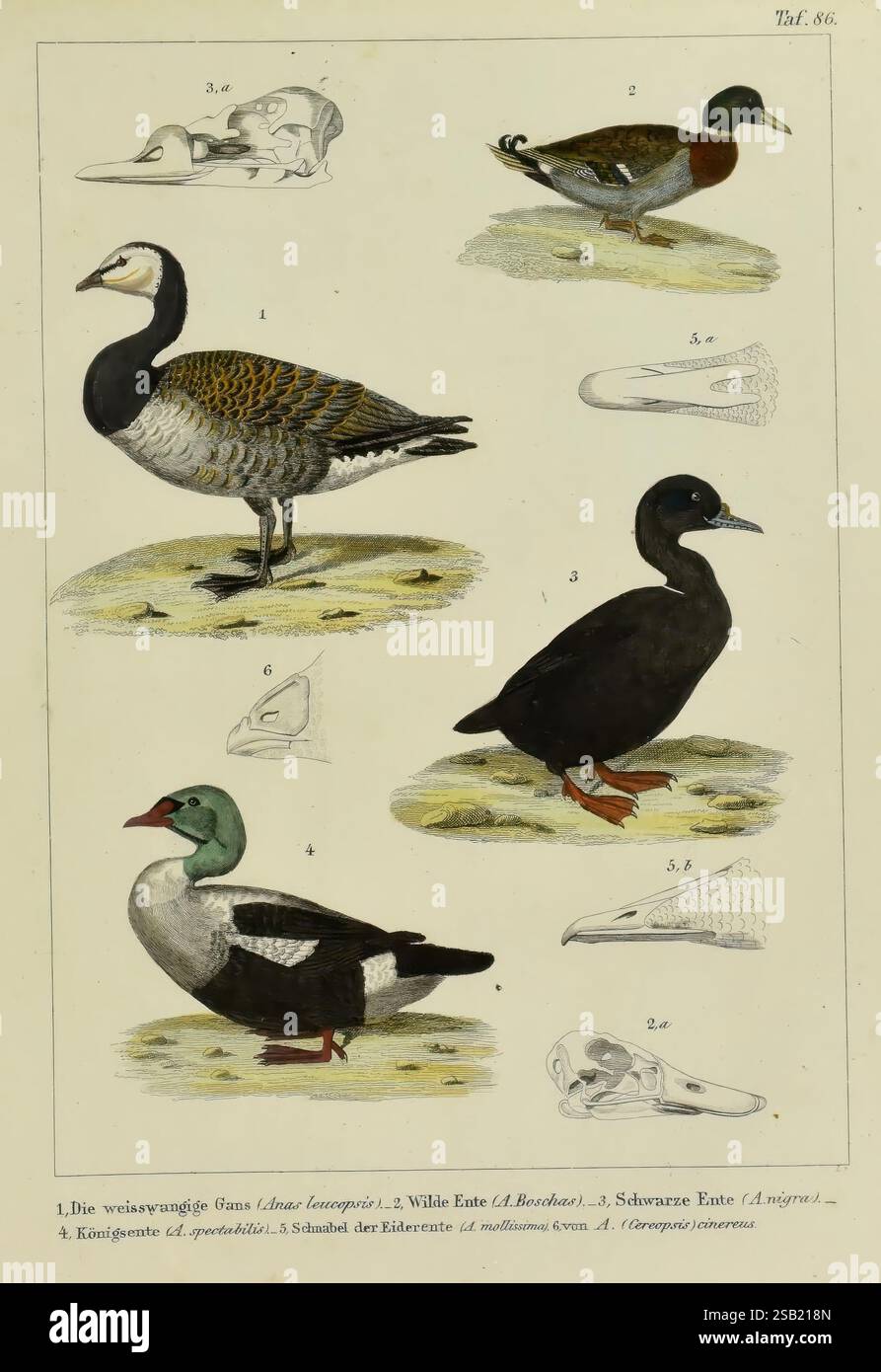 Praktische Naturgeschichte der Vögel, Leipzig, 1850, birds, pictorial ...