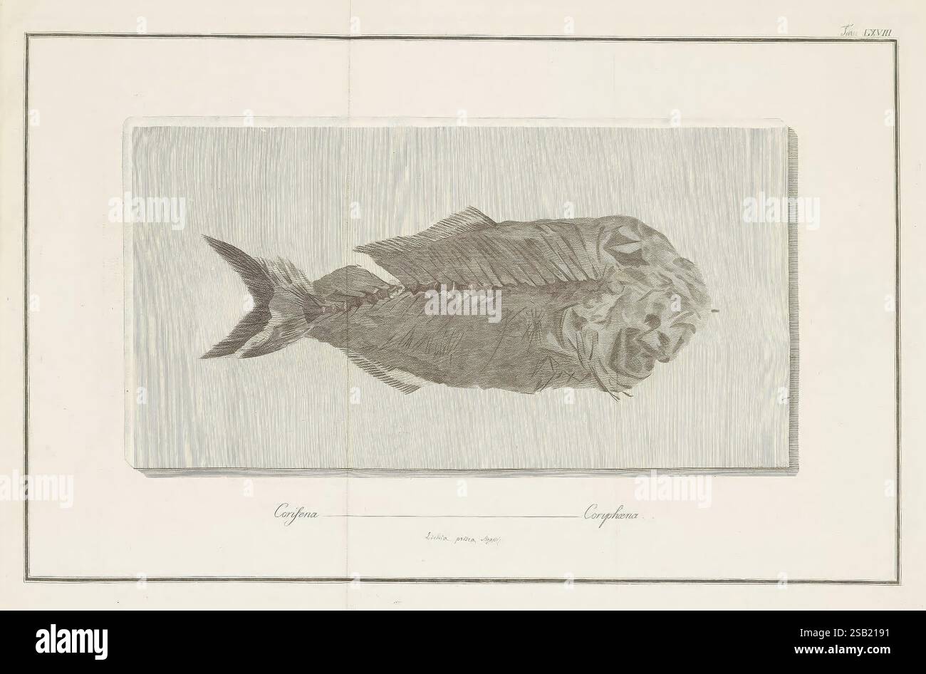 Clear scientific label identifies hi-res stock photography and images ...