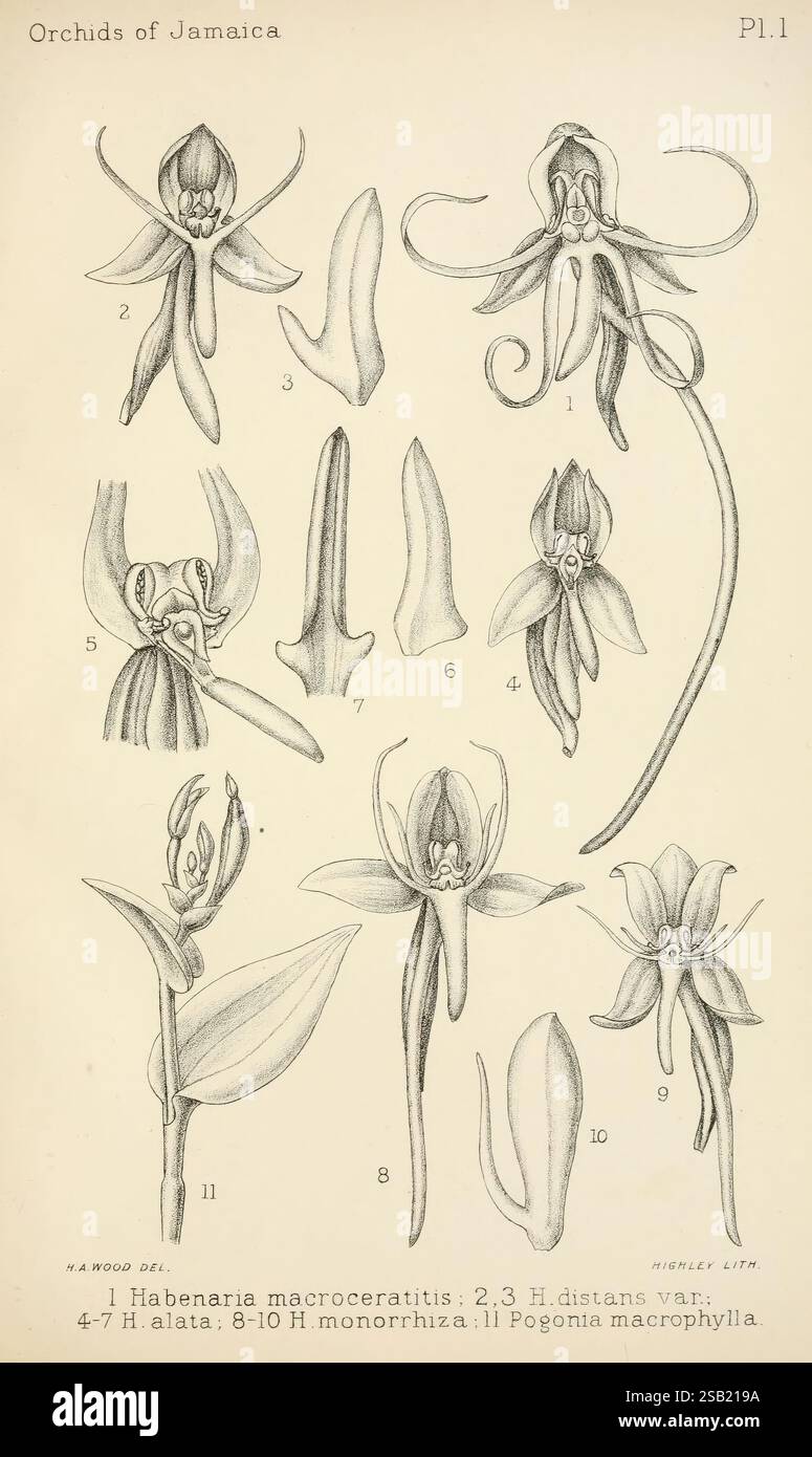 Detailed depictions of different leaf shapes hi-res stock photography ...