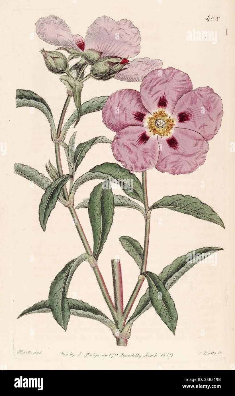 The Botanical Register, London, Printed for James Ridgway, 1815-1828 ...