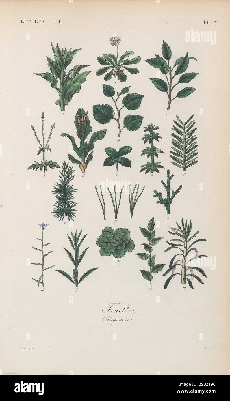 Traité de botanique générale, Paris, botany, pictorial works, plants ...