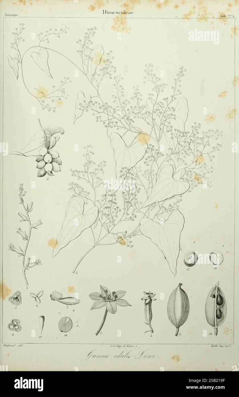 Plant species dioscorea edulis hi-res stock photography and images - Alamy