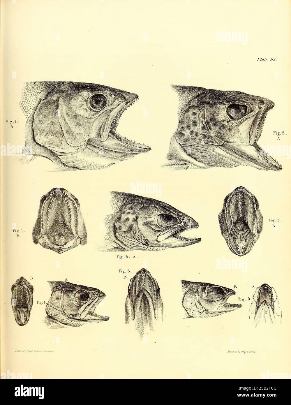 Fauna boreali-americana, or The zoology of the northern parts of ...