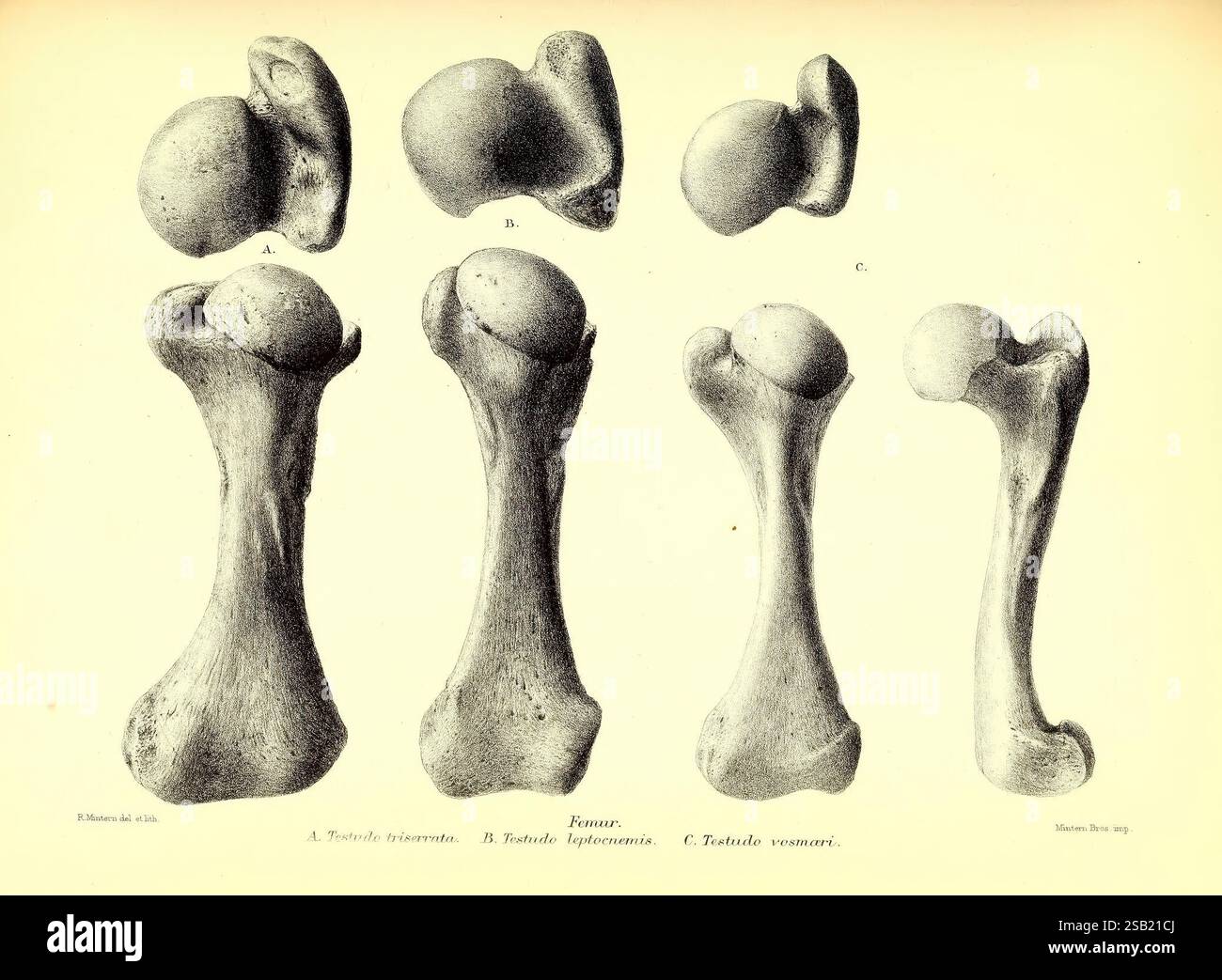 Femurs