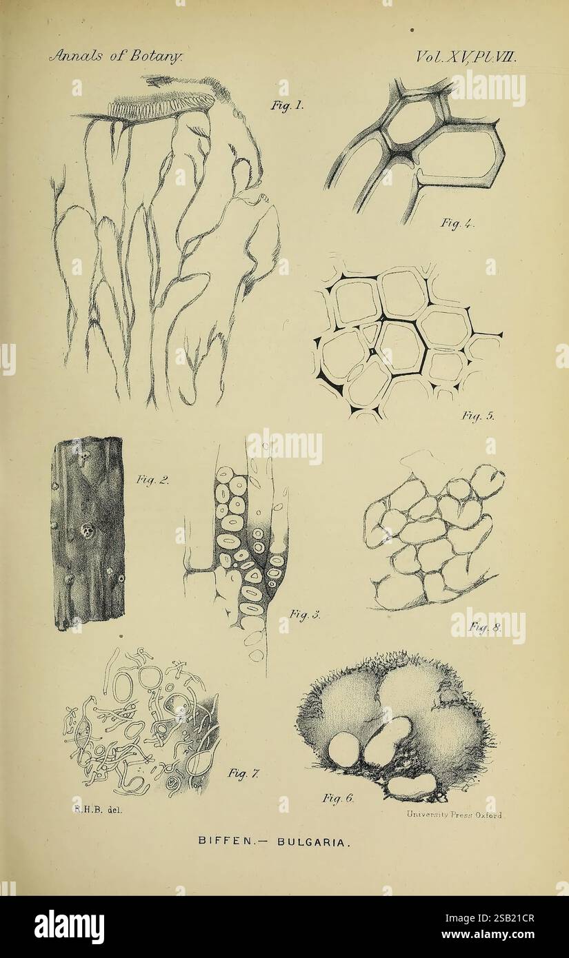 Organizational structures within plant tissues hi-res stock photography ...