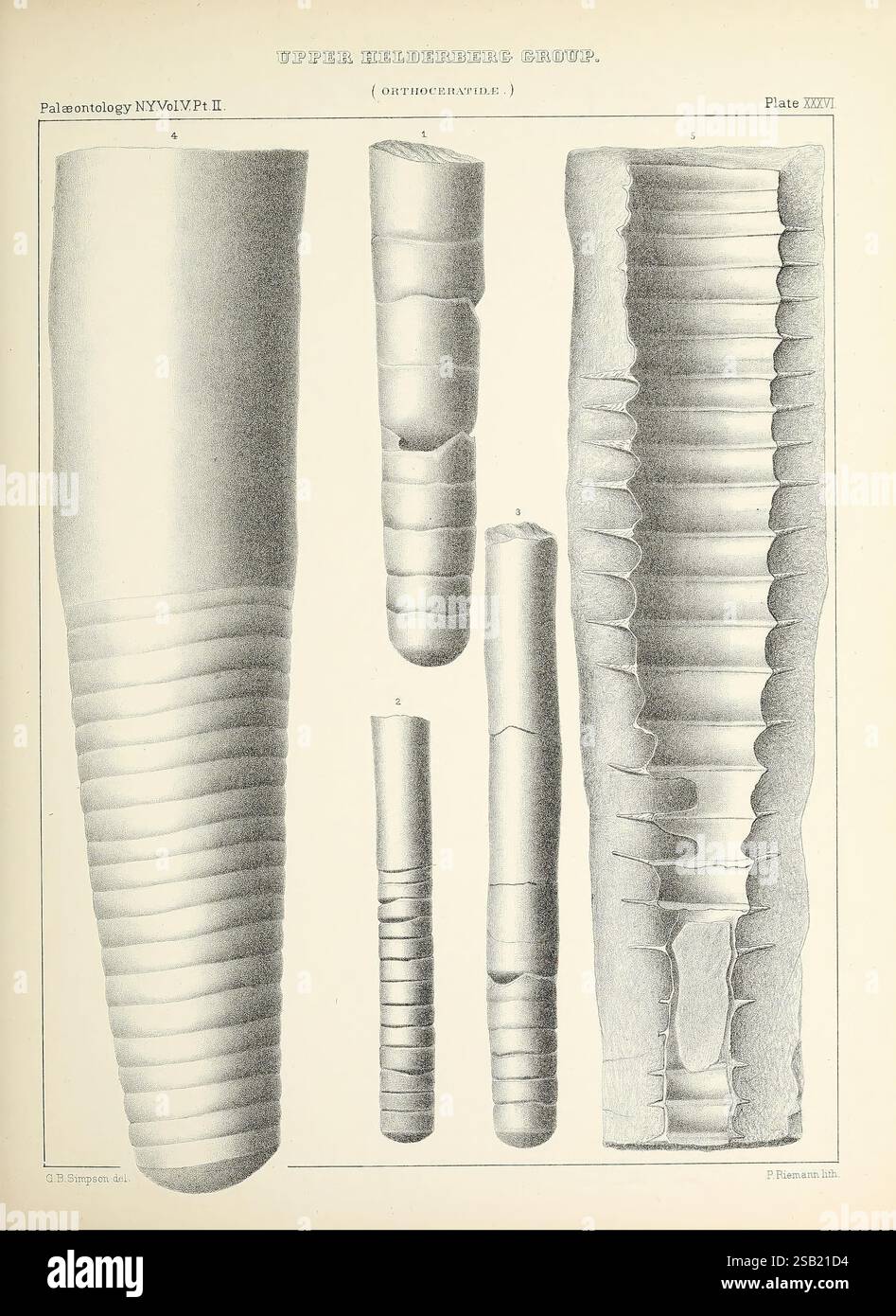 Elongated forms exhibit hi-res stock photography and images - Alamy