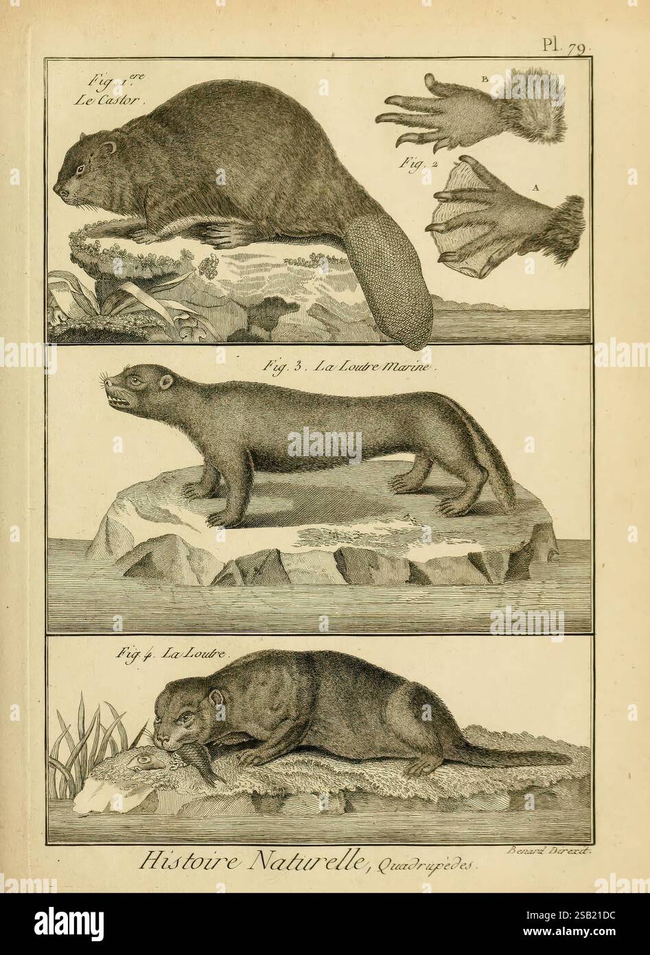 Otters paw offers insight hi-res stock photography and images - Alamy