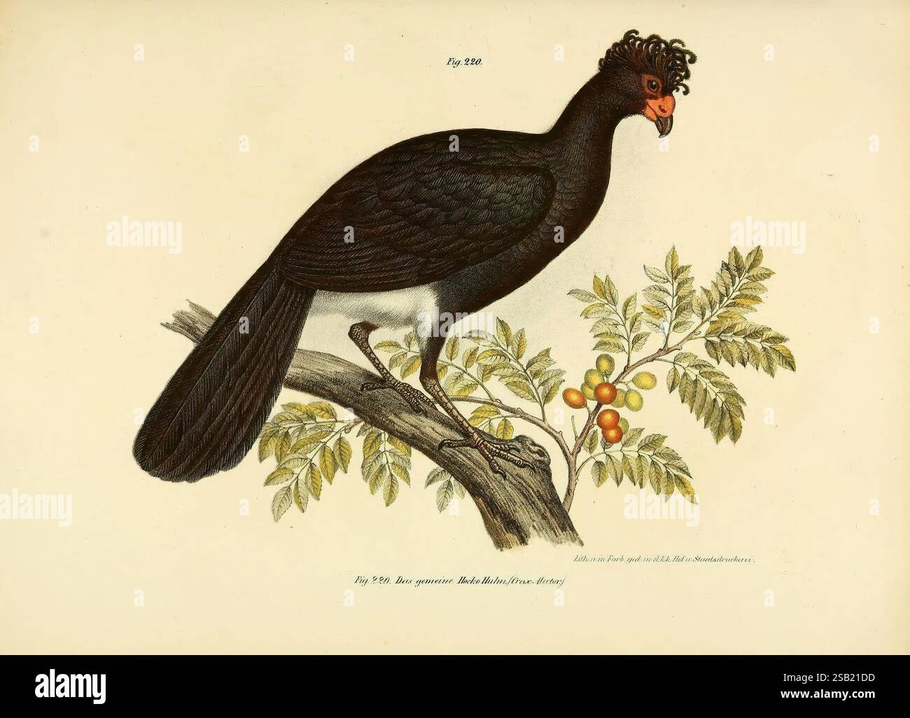 Unique curly crest hi-res stock photography and images - Alamy