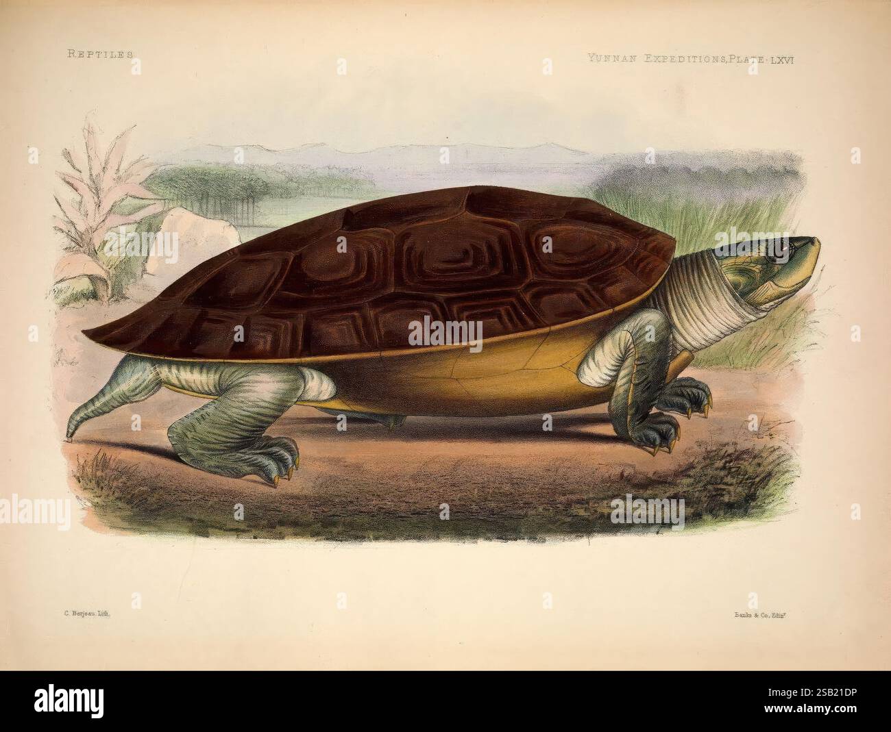 Captivating representation of biodiversity hi-res stock photography and ...