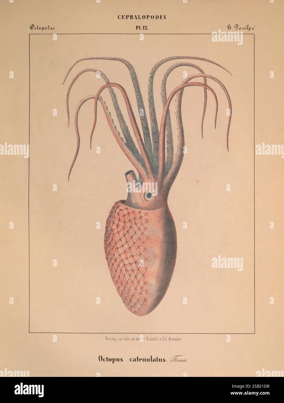 Octopuss unique anatomy hi-res stock photography and images - Alamy