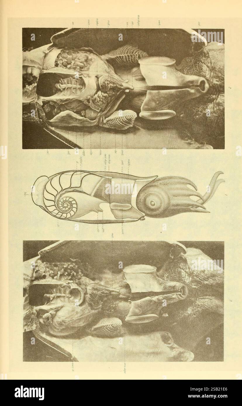 Illustration features three detailed anatomical diagrams hi-res stock ...