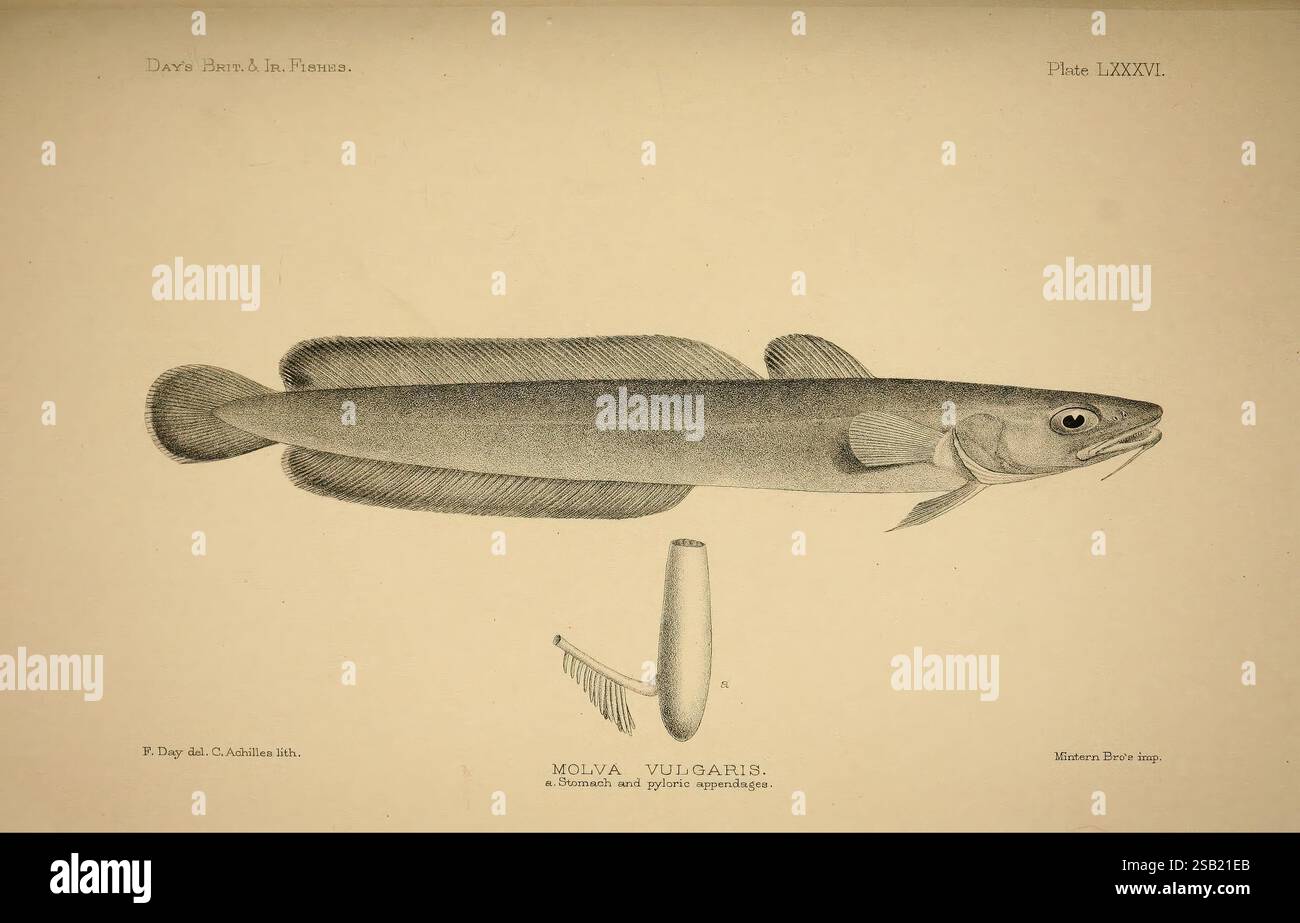 Fishs biological characteristics hi-res stock photography and images ...