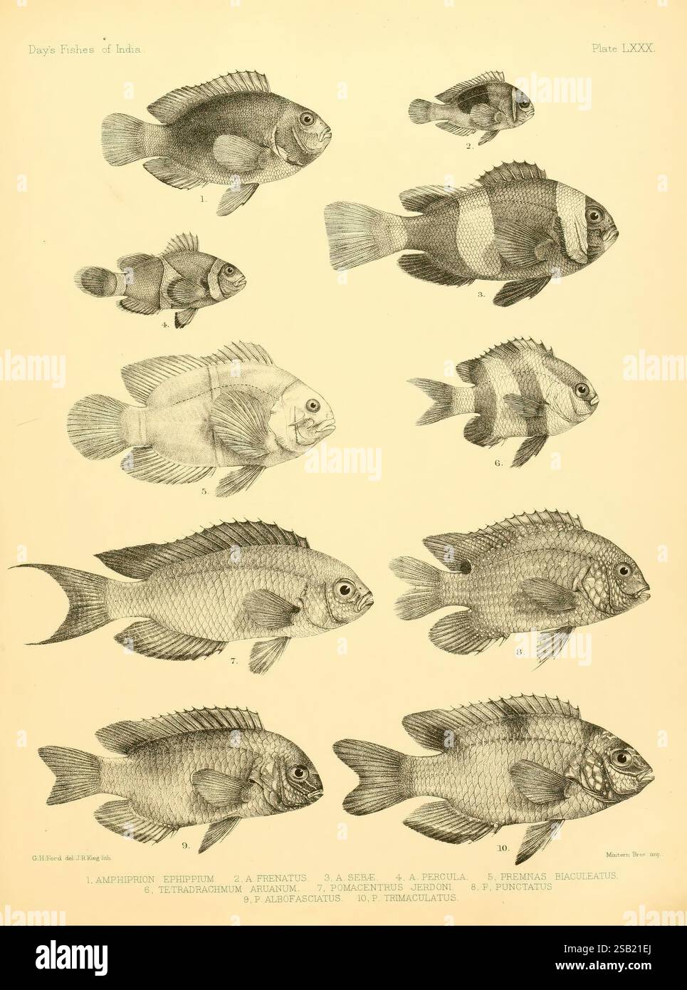 The fishes of India, [1875]-1878, India, Burma, Indian Ocean, Sri Lanka ...