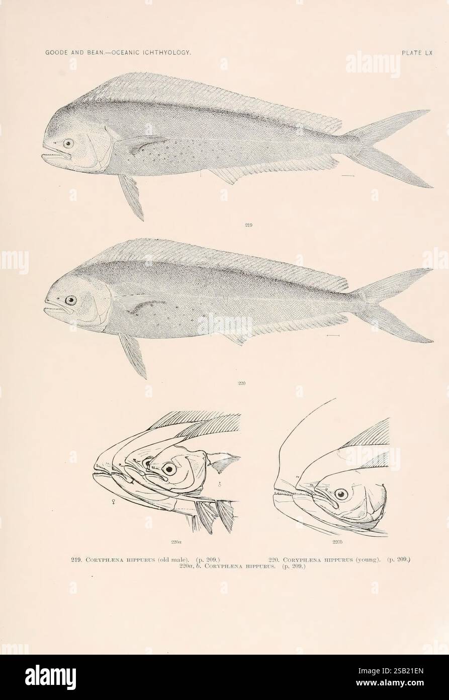 Oceanic, Ichthyology, v.22, Atlas, Cambridge, U.S.A, 1896, Atlantic ...