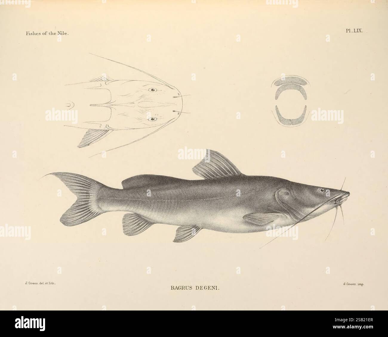 Freshwater catfish depicted hi-res stock photography and images - Alamy