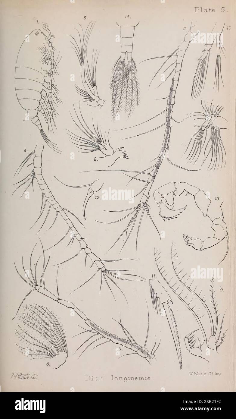 A monograph of the free and semi-parasitic Copepoda of the British ...