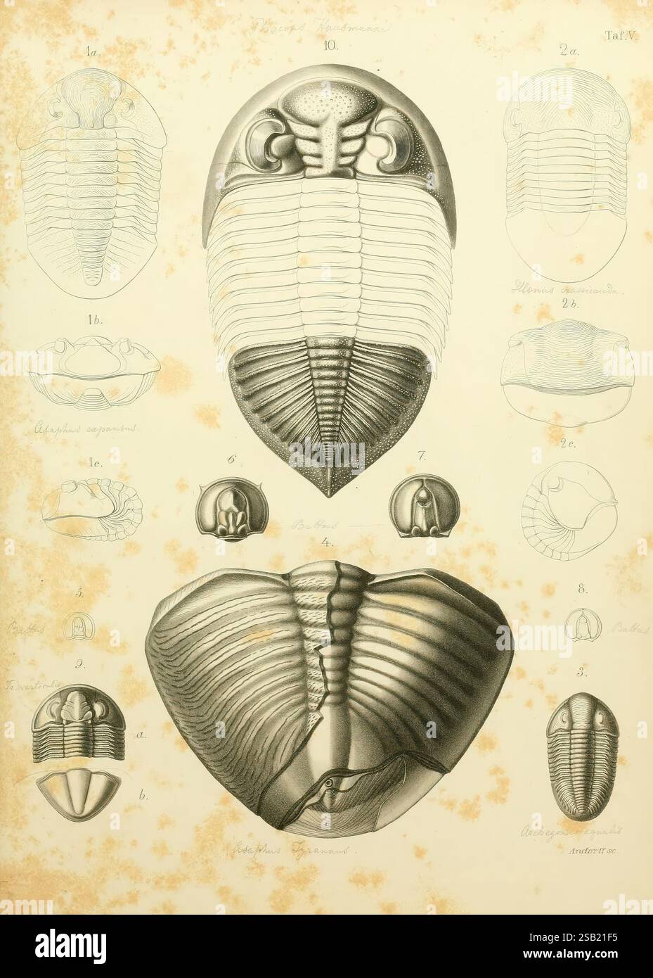 Different trilobite species hi-res stock photography and images - Alamy