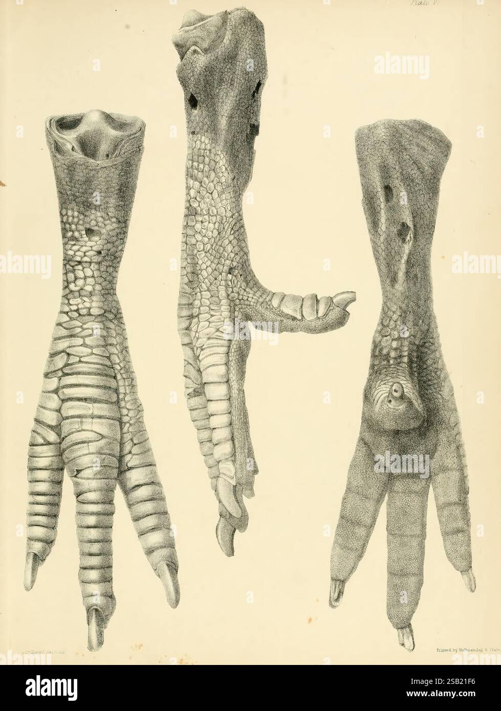The dodo and its kindred, London, Reeve, Benham, and Reeve, 1848 ...