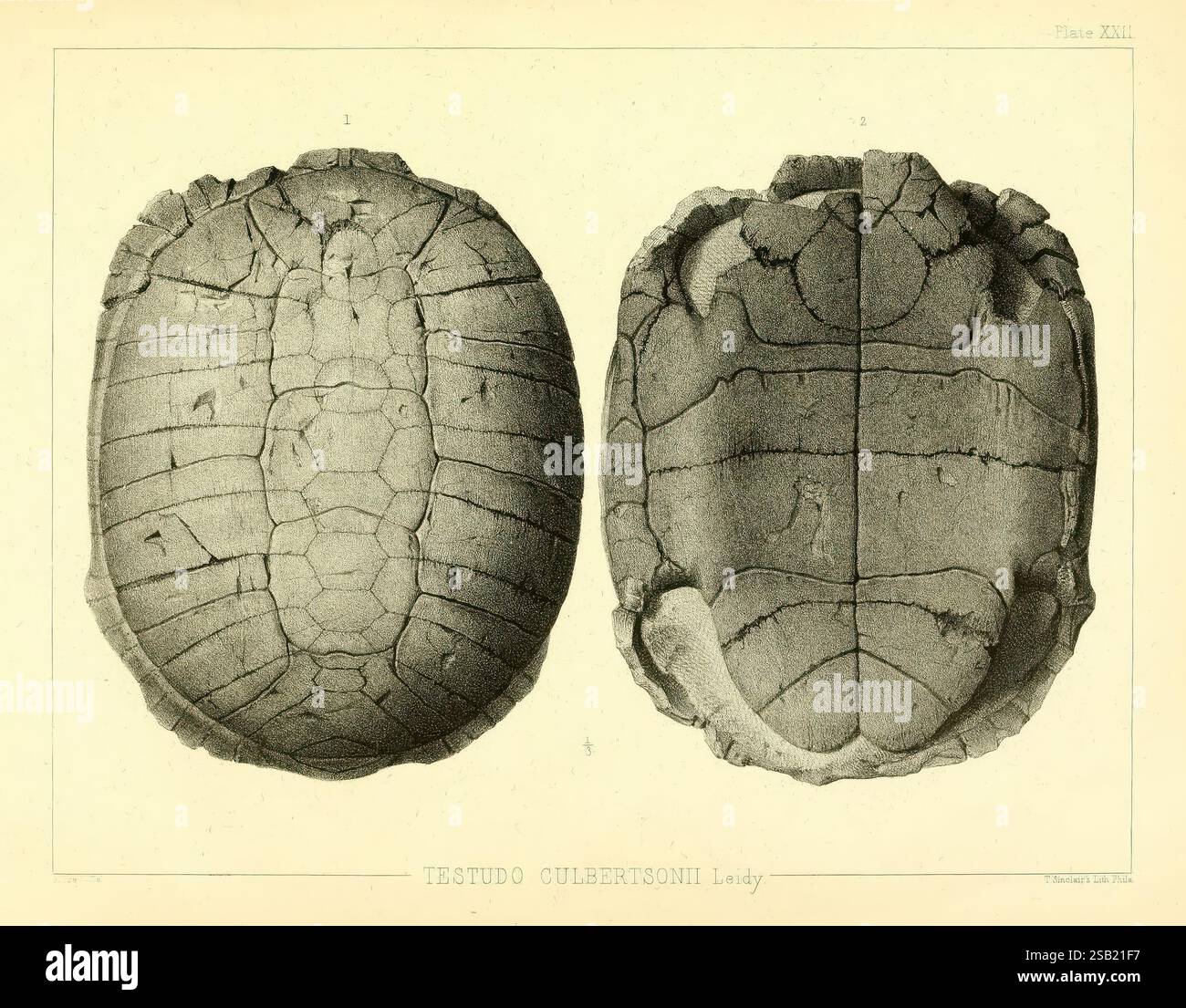 The ancient fauna of Nebraska: Washington, 1853. Nebraska, paleontology ...