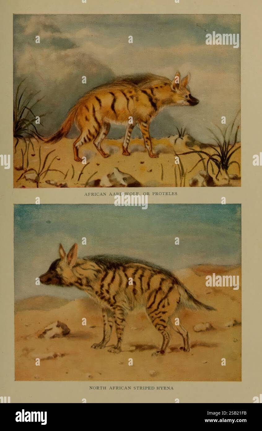 African aard wolf hi-res stock photography and images - Alamy