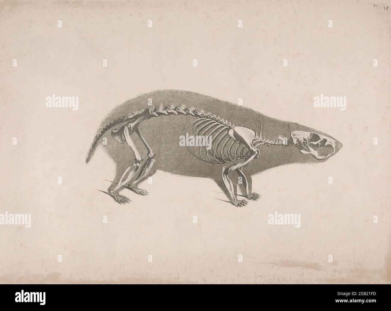 This illustration depicts the skeletal structure of a small mammal ...