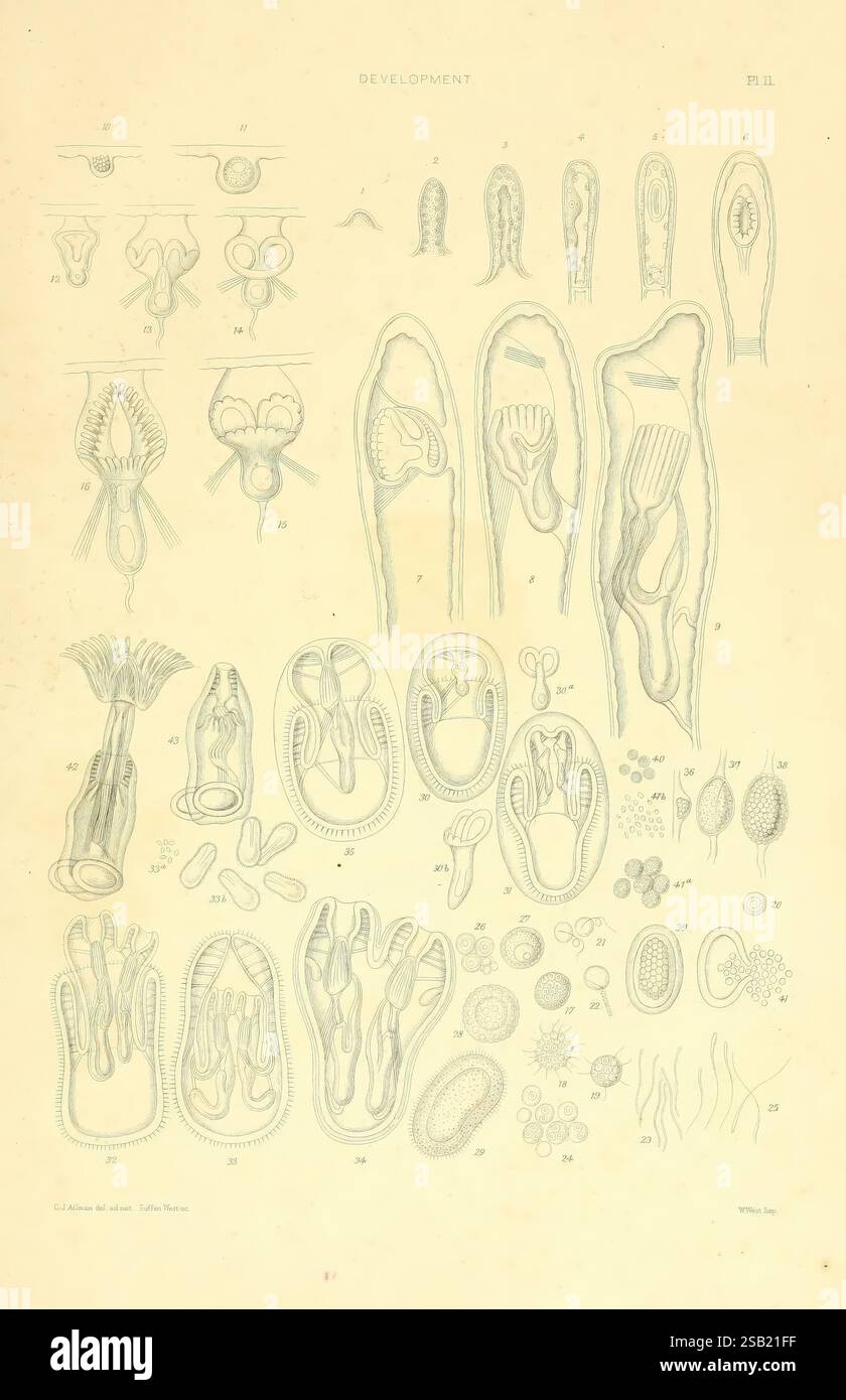 A monograph of the fresh-water polyzoa, London, Ray Society, 1856 ...