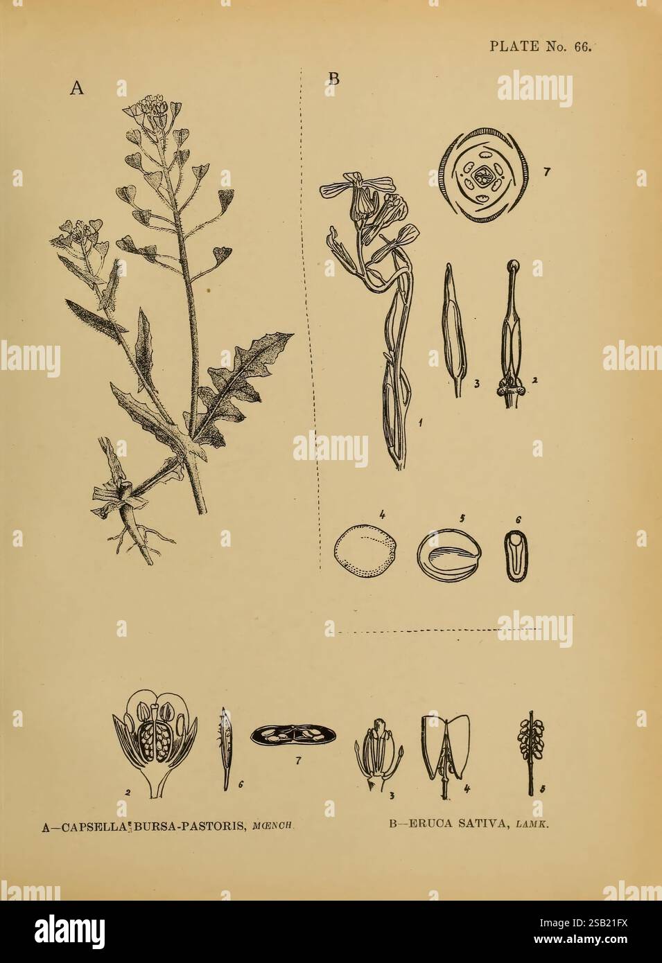 Labeled parts numbered hi-res stock photography and images - Alamy