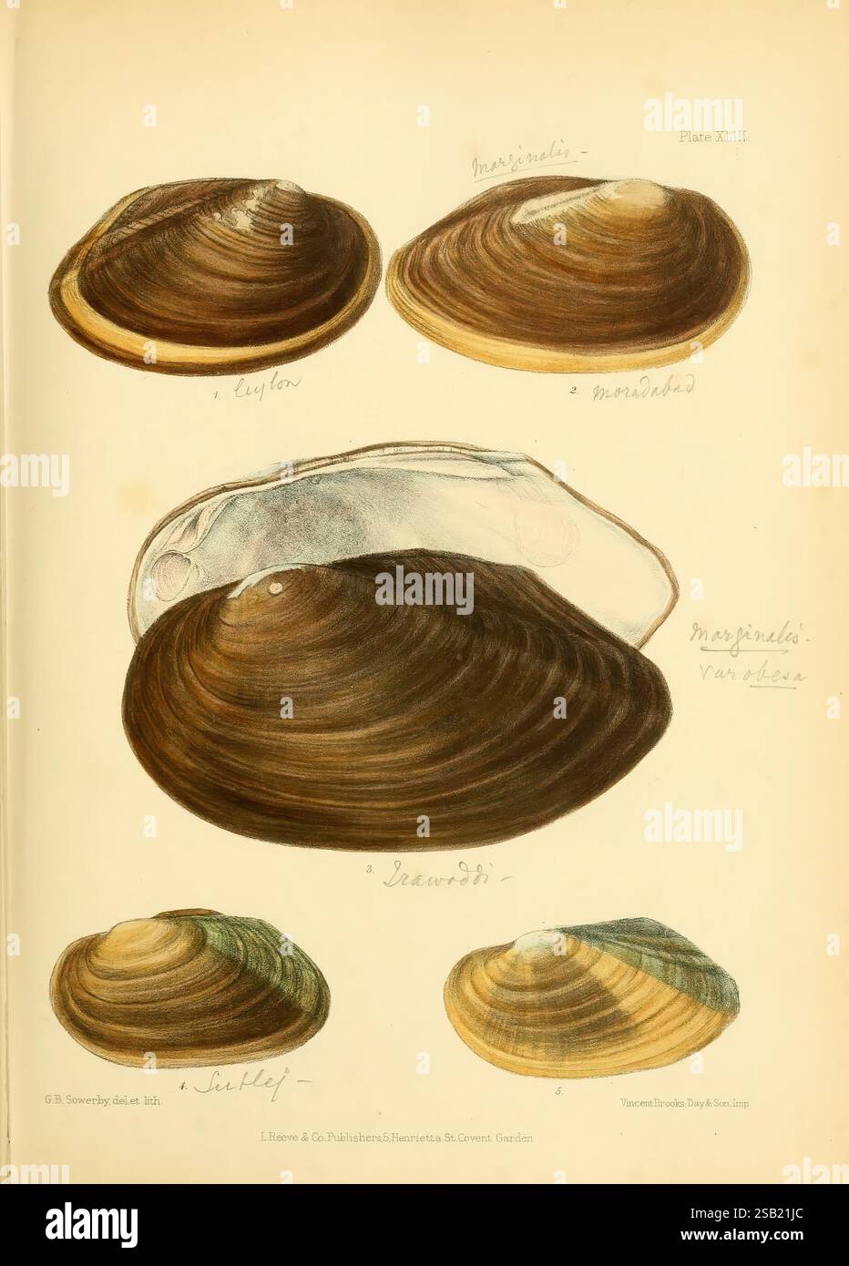 Five different shell types hi-res stock photography and images - Alamy