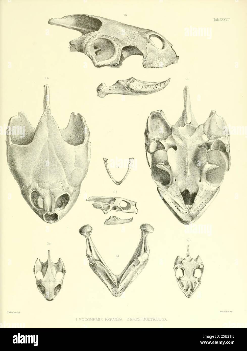 Possible teeth structures hi-res stock photography and images - Alamy