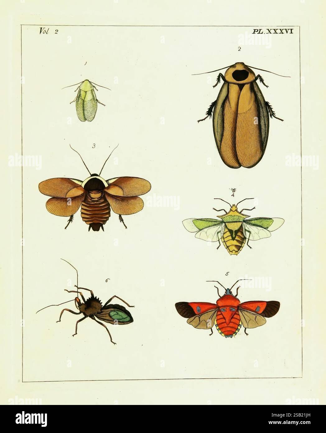 Illustrations of Natural History, London, Printed for the author and ...