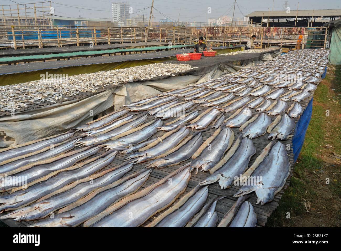 Chittagong, Bangladesh. 26th Jan, 2025. Workers dry fish processing in ...