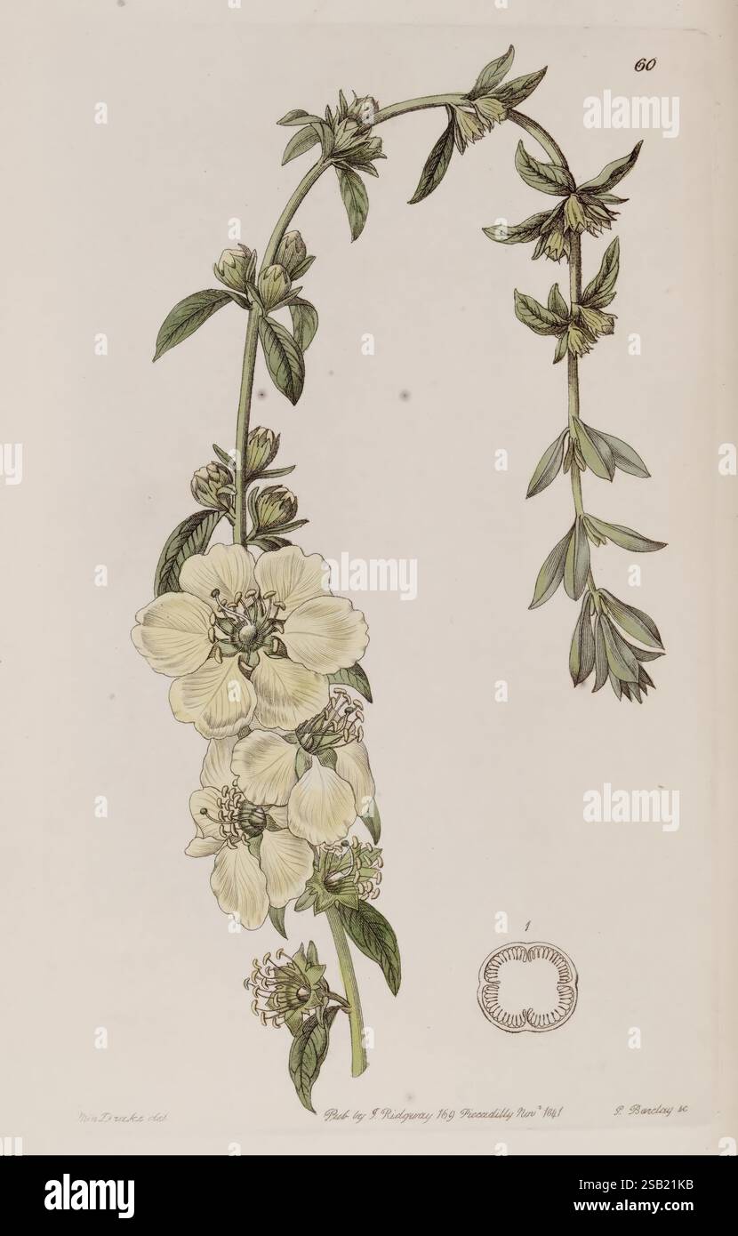 Edwards's Botanical Register London James Ridgway 1829-1847 1829 19th ...