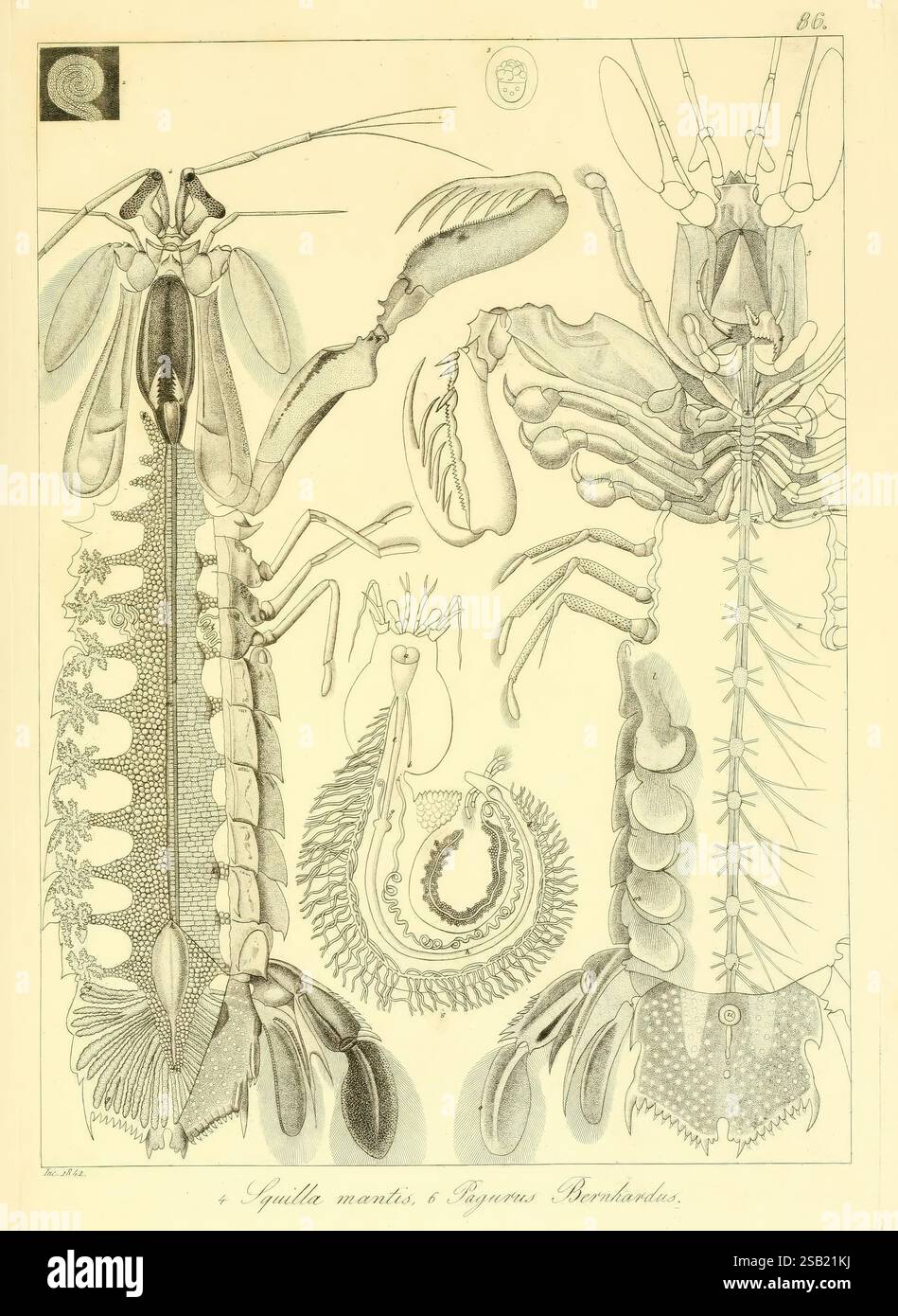 Clear anatomical details hi-res stock photography and images - Alamy